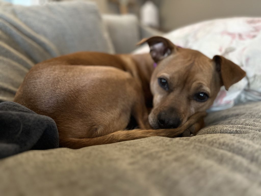 6 Tips To Calm Your Dog During a Storm - Perna's Pet Care